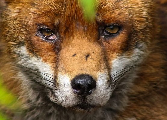 The British and International Golf Greenkeepers' Association | BIGGA ...